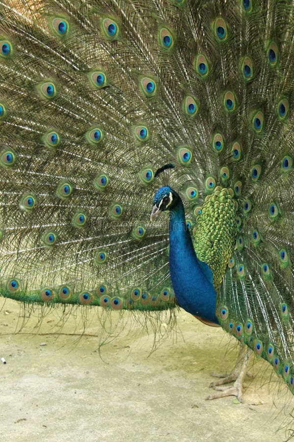 Peacock profile stock photo. Image of bright, attractive - 85208578