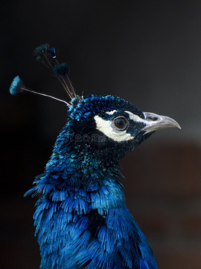 Peacock stock image. Image of peacock, mother, summer - 53619301