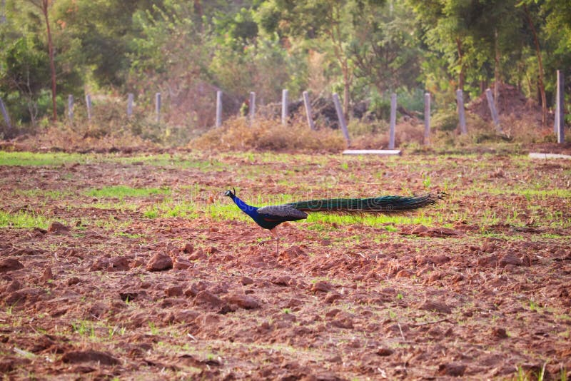 Peacock is the Queen of Birds Stock Photo - Image of peacock, birds ...