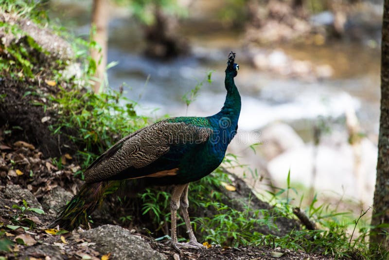 Peacock stock photo. Image of peafowl, beautiful, elegance - 78532520