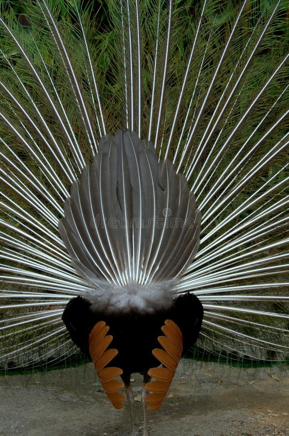 Peacock rear stock image. Image of beautiful, bird, male - 30496875