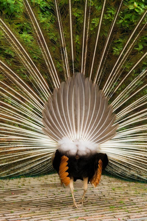 Peacock rear side stock image. Image of lordly, contrary - 14371851