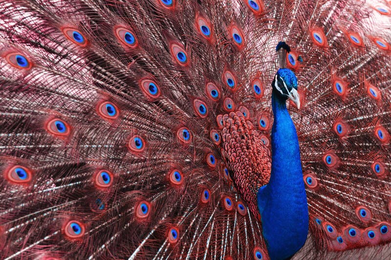 Peacock with Red Feathers stock photo. Image of tailfeathers - 39038198