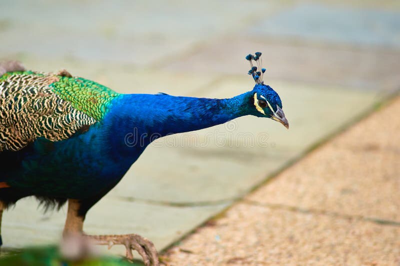 Peacock Roaming Free in a Brooklyn Park Stock Photo - Image of bird ...