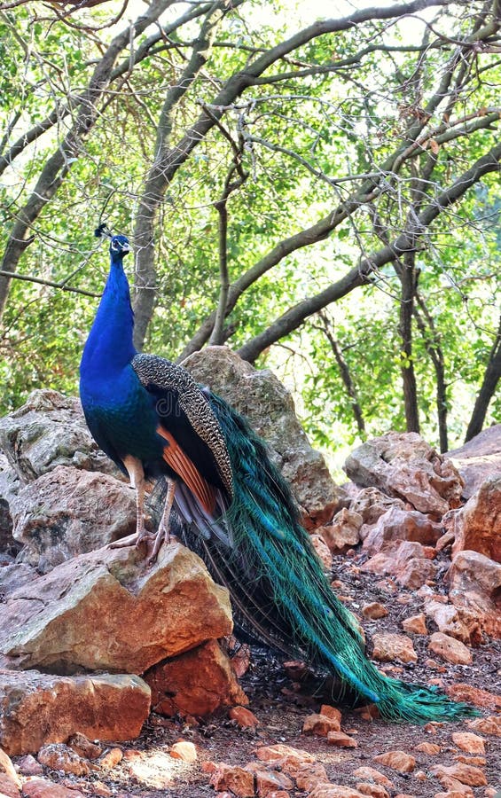 Peacock in the rock. stock image. Image of forest, jungle - 361878157