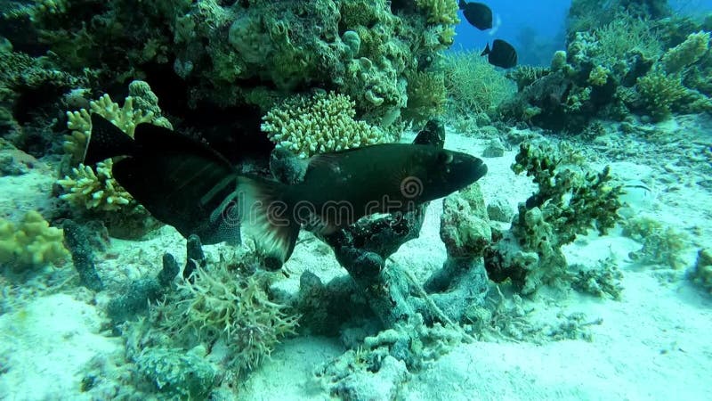 Peacock Rock Cod at the Bottom of the Red Sea in Egypt Stock Footage ...