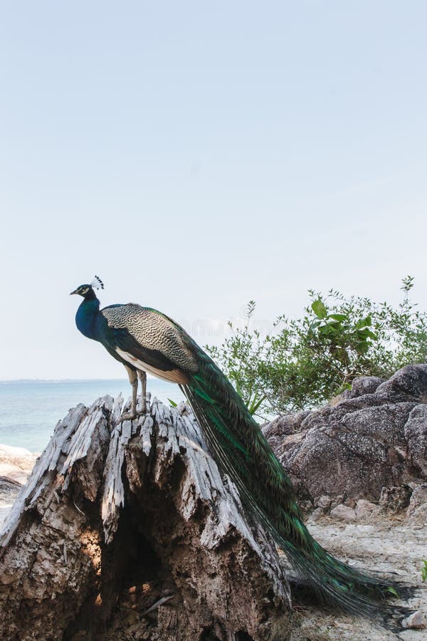 Peacock on the rock stock image. Image of fauna, vibrant - 30799573