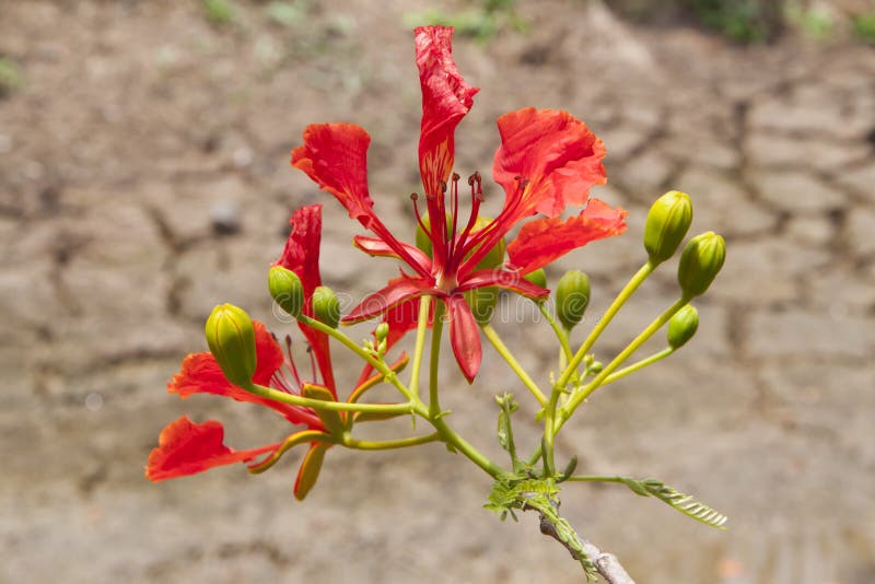 Peacock s Crest flower stock image. Image of colorful - 40610217