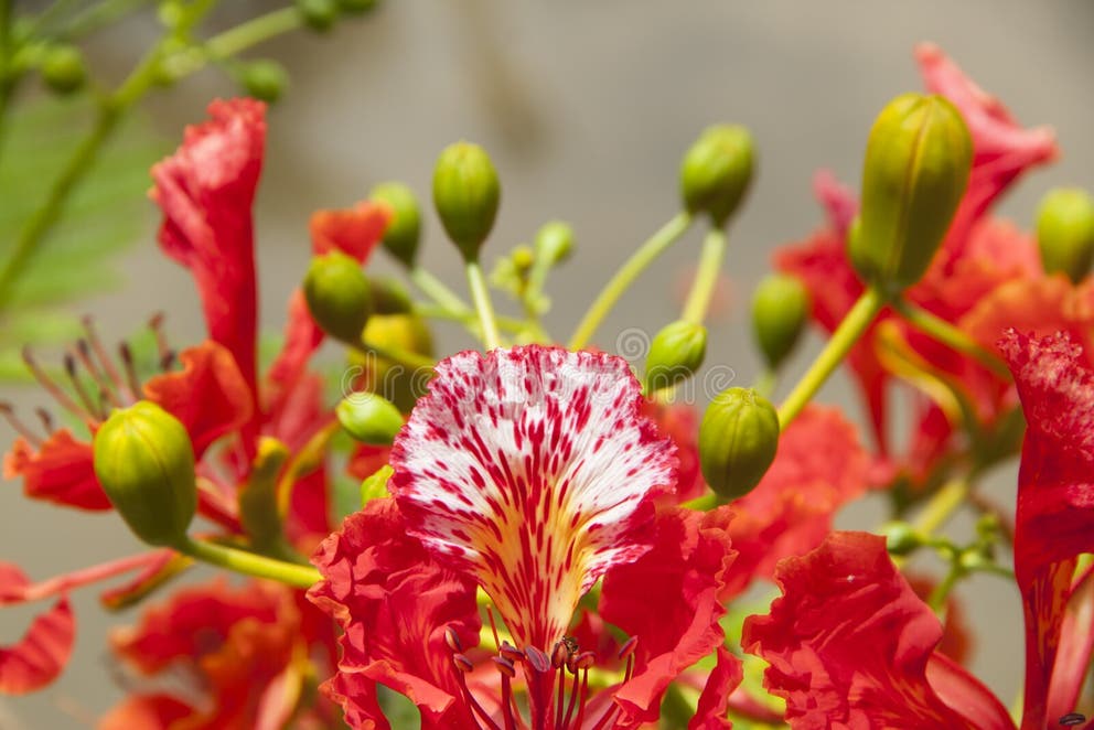 Peacock s Crest flower stock photo. Image of exotic, flora - 40610230