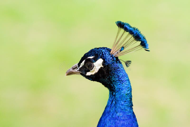 A Peacock s face stock image. Image of feathered, wildlife - 2169031