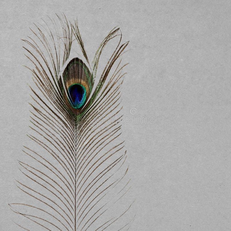 Peacock`s feather stock photo. Image of burnt, grime - 17054124