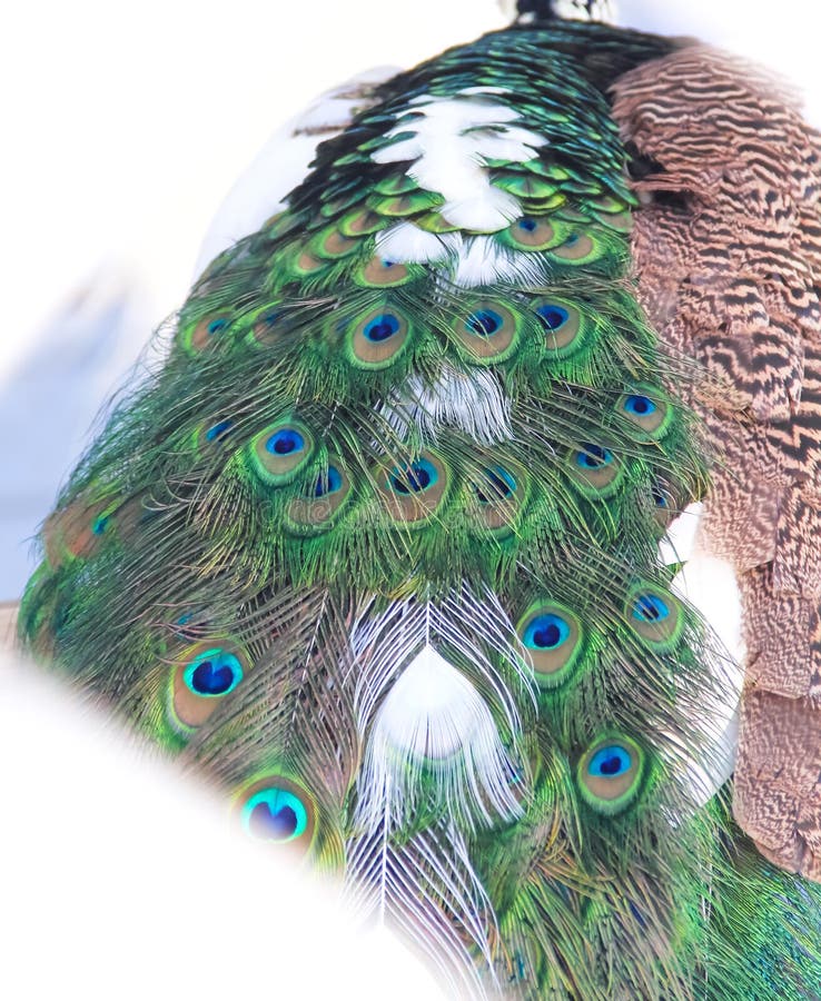 Peacock`s Tail Colorful Feather Close Up Natural Patterns on White ...