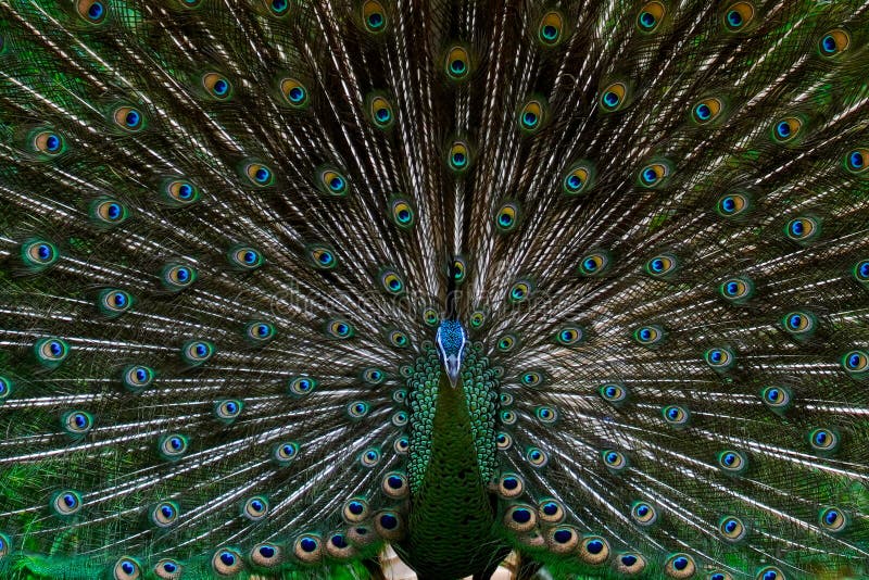 Peacock S Tail Male Thai Peacock Shows His Beautiful Tail Male Peacock In Breeding Season