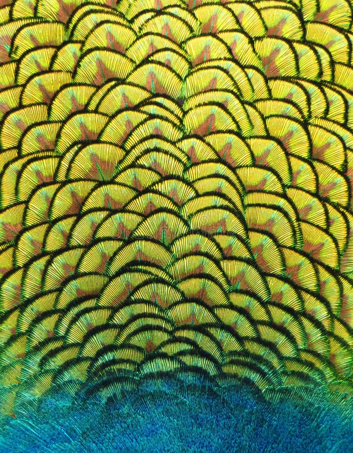 Peacock s Tail stock photo. Image of luxury, scales, black - 62480282