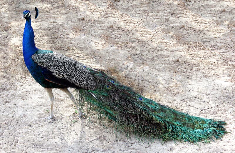 Peacock in the sand stock photo. Image of sand, birds - 154867350