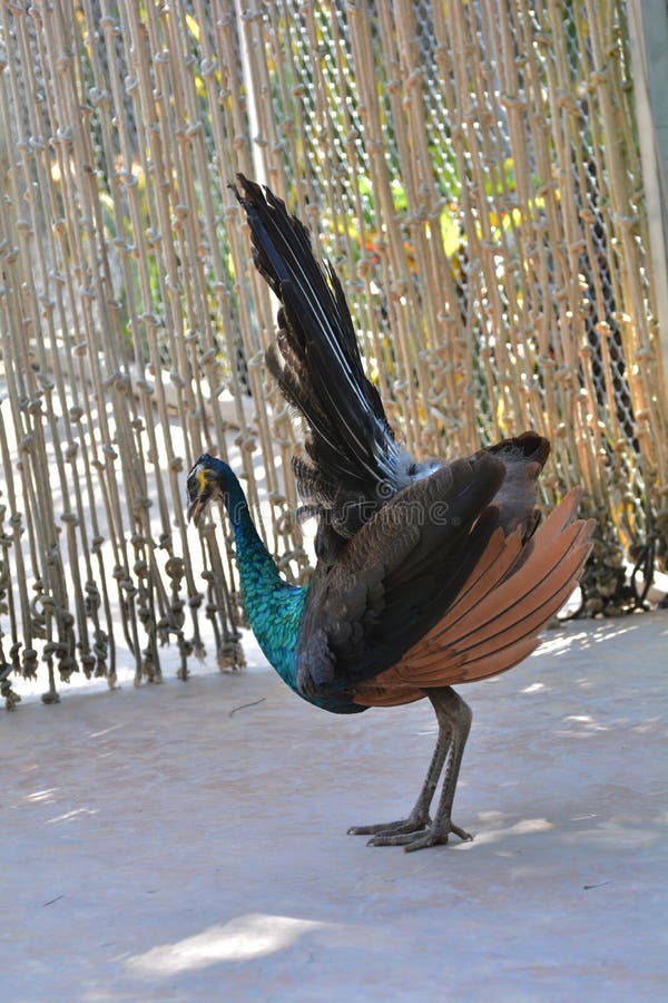 Peacock show tail stock image. Image of display, feather - 48242729