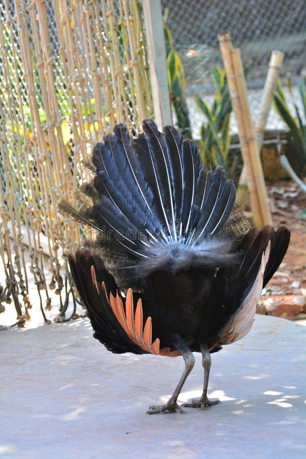 Peacock show tail stock image. Image of colour, animal - 48242579