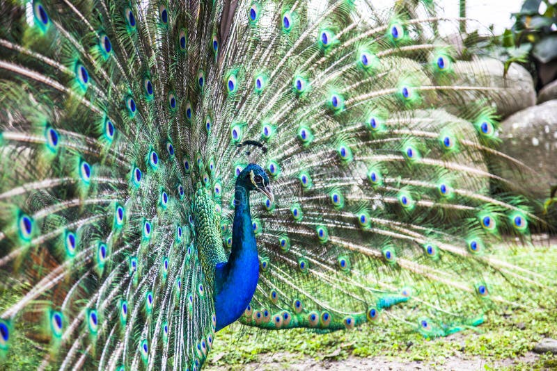 Paboreal Translate English