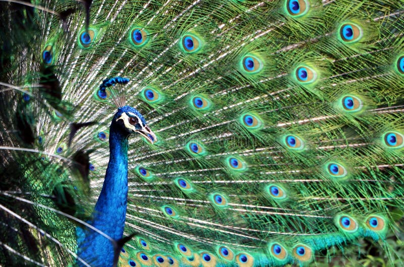 838 Peacock Side View Photos - Free & Royalty-Free Stock Photos from ...
