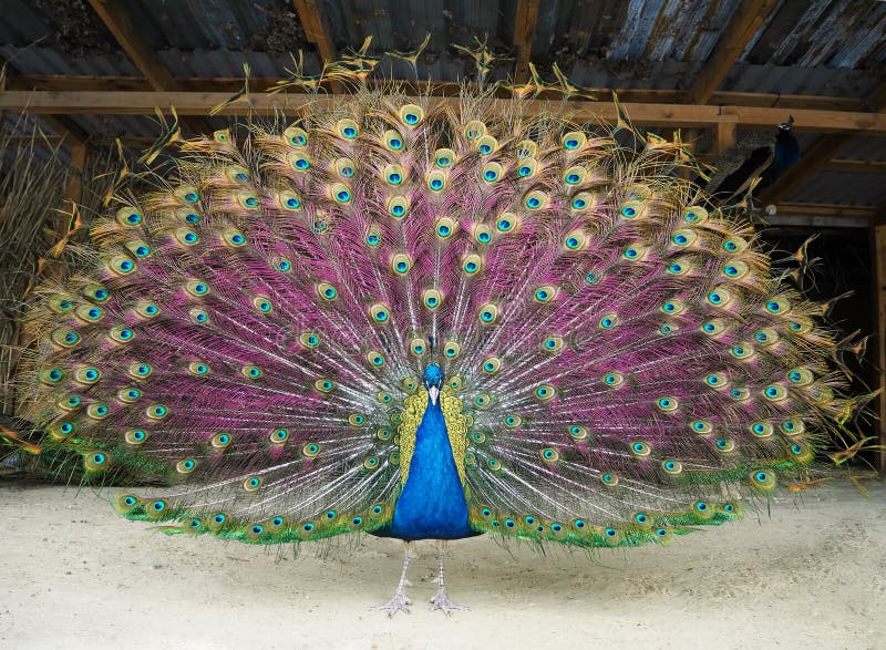 Peacock Shows His Beautiful Tail Stock Photo - Image of colorful ...