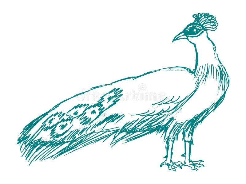 Peacock, side view stock illustration. Illustration of decoration ...