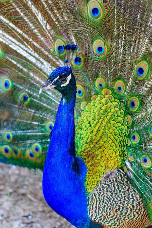 1,163 Peacock Side View Photos - Free & Royalty-Free Stock Photos from ...