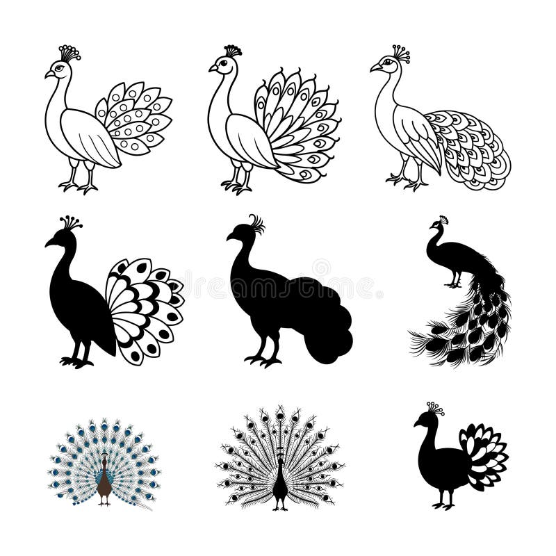 Peacock Silhouette Vector with Smooth Elements and Clear Design Stock ...