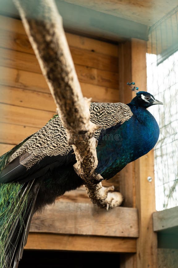 A Peacock Sits on a Perch in a Cage Stock Photo - Image of tropical ...