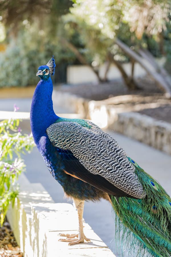 Peacock Sitting On A Branch Stock Image - Image of attraction, animal ...