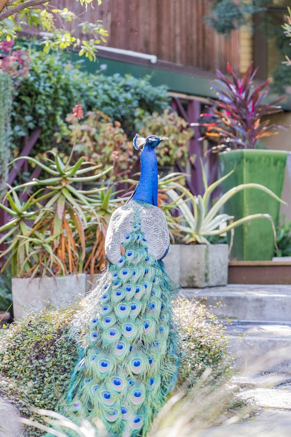 Peacock Sitting in the Forest Stock Image - Image of life, peacock ...
