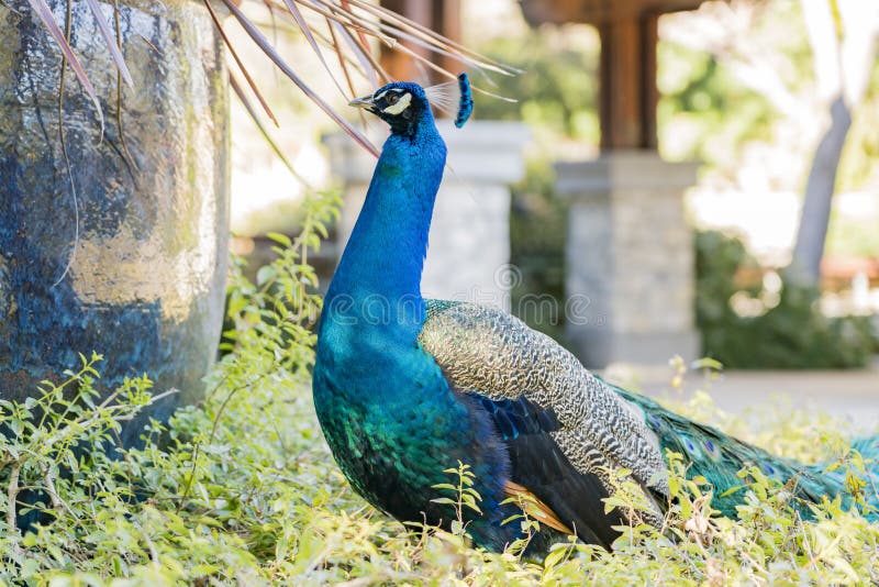 Peacock Sitting in the Forest Stock Photo - Image of attraction ...