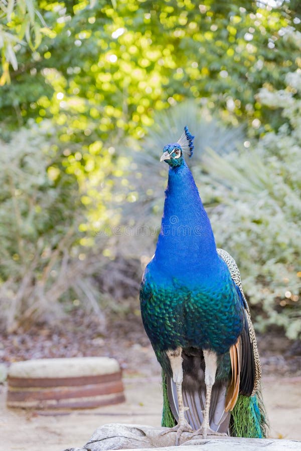 Peacock Sitting in the Forest Stock Image - Image of nature, city ...