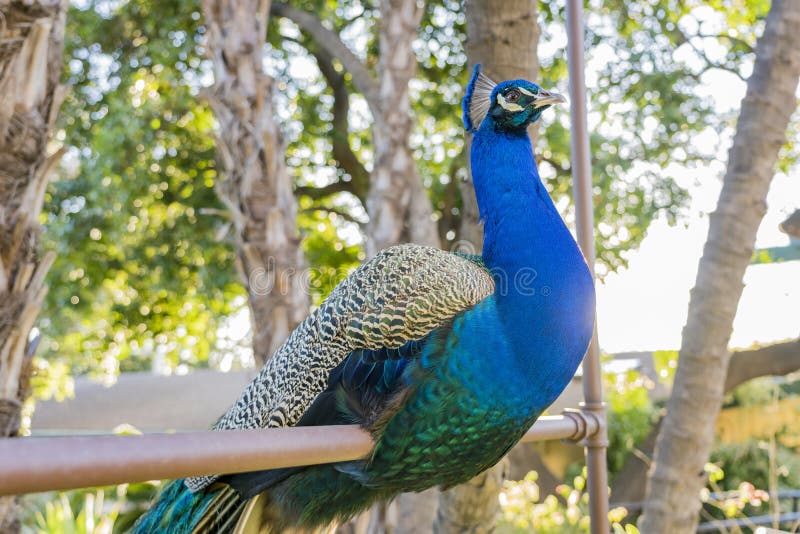 Peacock Sitting On A Branch Stock Image - Image of attraction, animal ...