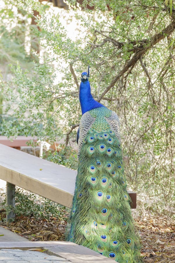 Peacock Sitting on a Branch Stock Image - Image of attraction, animal ...
