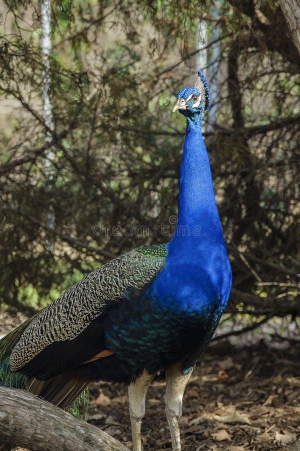 Peacock Sitting In The Forest Stock Image - Image of urban, exterior ...