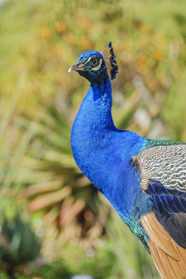 Peacock Sitting on a Branch Stock Image - Image of attraction, animal ...
