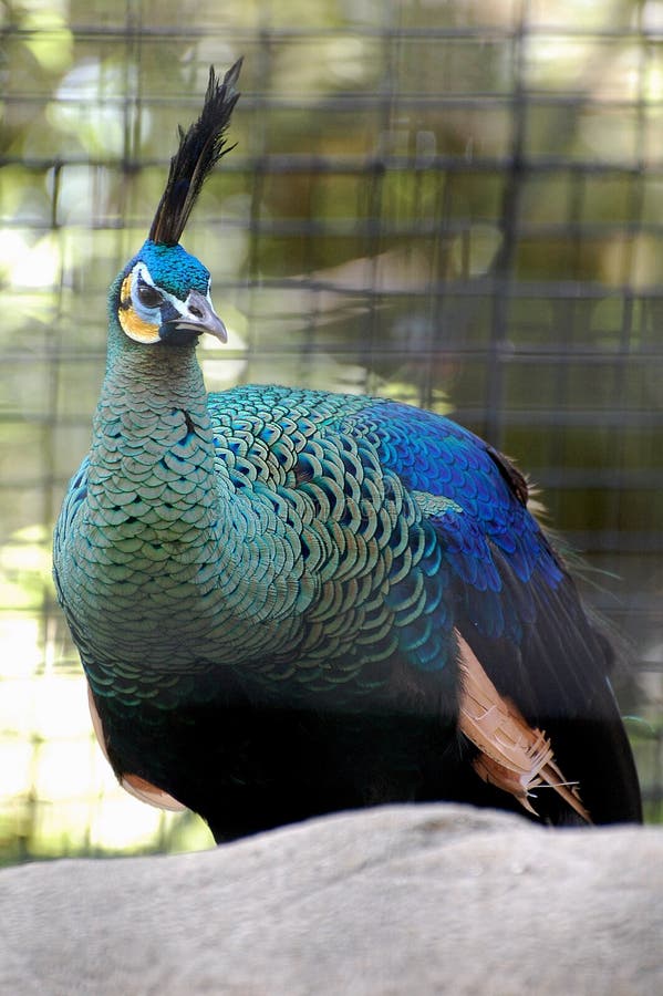 Peacock Sitting on the Ground Stock Image - Image of looking, bird: 5428567