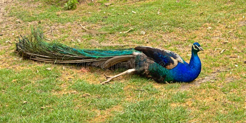 Peacock Sitting in a Meadow Stock Photo - Image of grassy, neck: 94269416