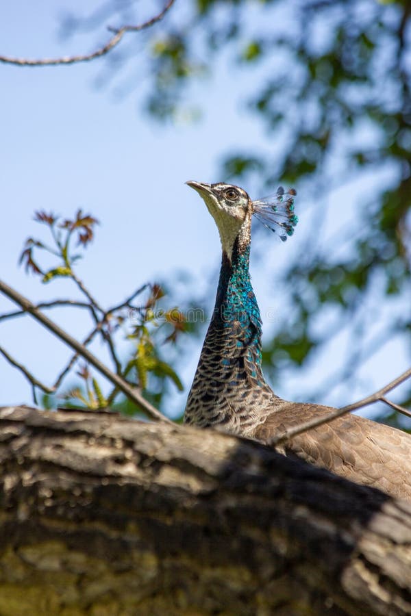 Peacock Sitting on a Tree in the Park Stock Image - Image of beak ...