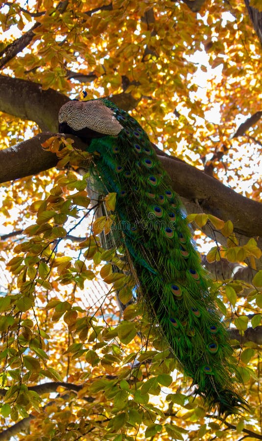 Peacock Sitting on a Tree in the Park Stock Image - Image of bird ...