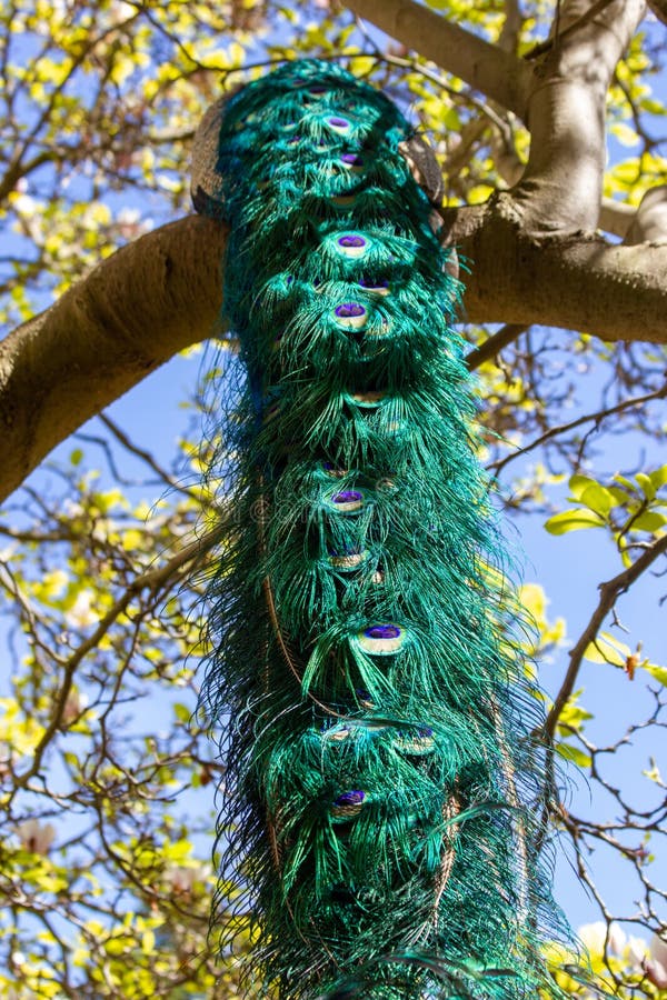 Peacock Sitting on a Tree in the Park Stock Photo - Image of wild ...