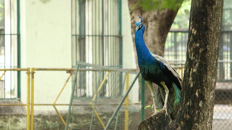 A Peacock Sitting on a Tree Branch Stock Image - Image of majestic ...