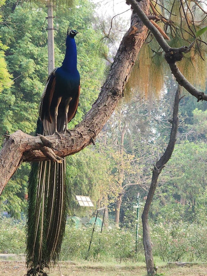 Peacock stock photo. Image of peacock, tree, waiting - 333406456