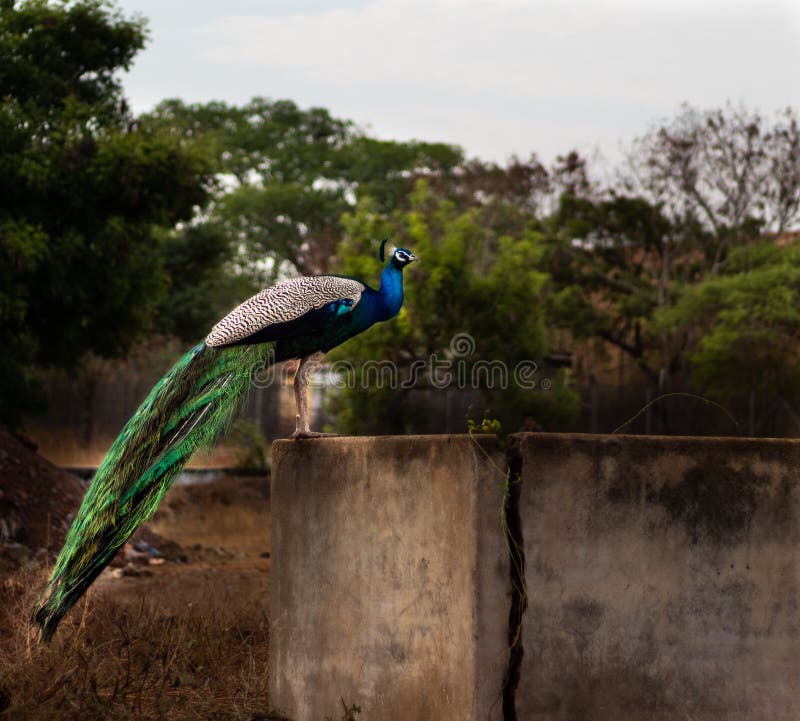 4,157 Peacock Sitting Stock Photos - Free & Royalty-Free Stock Photos ...