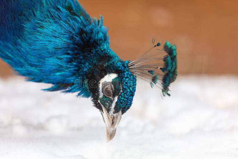 Peacock on the Snow in Winter. Stock Image - Image of poultry, color ...