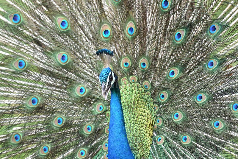 Peacock spread feathers stock photo. Image of bird, peafowl - 261772708