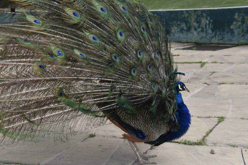 A Peacock with Spread Tail and Beautiful Feathers Stands on the Path ...