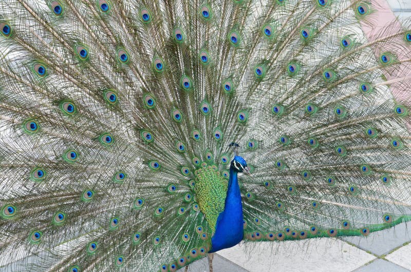 Peacock with Spread Tail-feathers Stock Image - Image of close, dancing ...