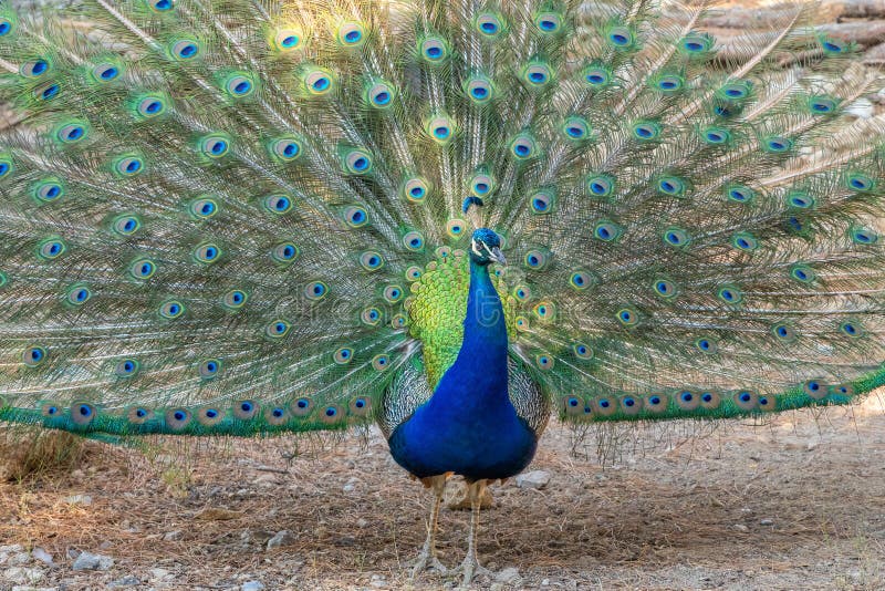 Peacock with Spread Wings in Front View Stock Photo - Image of animal ...