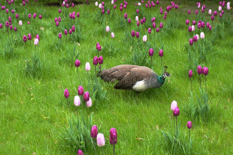 Peacock at spring stock photo. Image of bird, flourished - 74777930